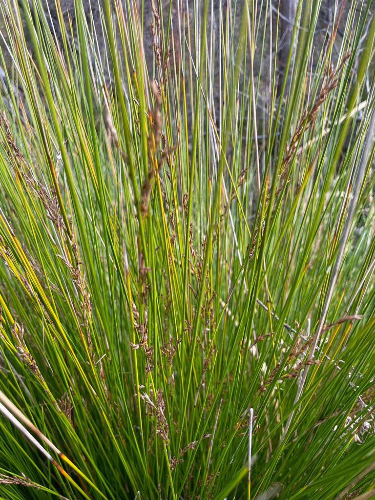 Machaerina tenax from Waikanae, Wellington, NZ on April 23, 2025 at 11: ...