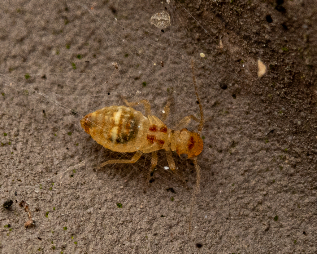 F-winged Barklouse in April 2025 by Alan Yoshioka · iNaturalist