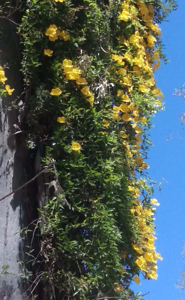 Catclaw vine from Boompa QLD 4621, Australia on October 27, 2017 at 10: ...