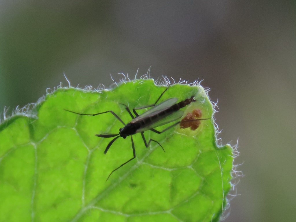 Non-biting Midges from Moe - Newborough VIC 3825, Australia on April 23 ...
