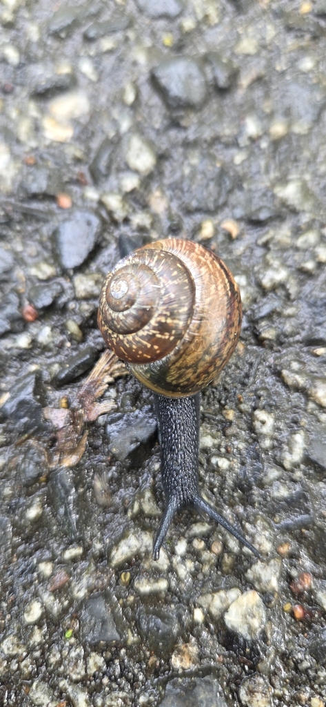 Copse Snail from 40885 Ratingen, Germany on April 23, 2025 at 10:59 AM ...