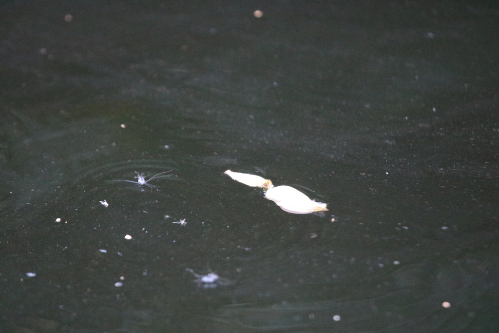 Sea Skaters from Santa Cruz, EC-GA, EC on February 27, 2023 at 06:28 PM ...