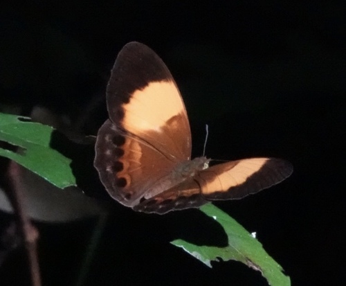 Cupha lampetia · iNaturalist