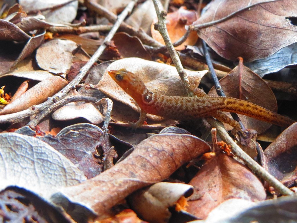 Mona Least Gecko from Mona Island, Puerto Rico on July 17, 2013 at 01: ...