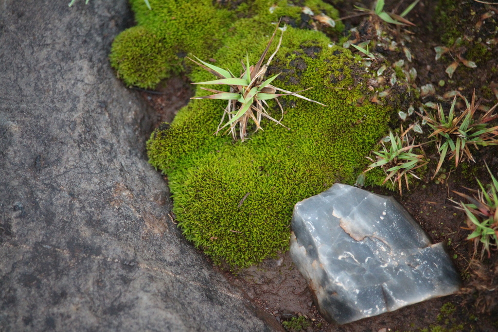 Variable Crisp-moss from West Rand District Municipality, South Africa ...