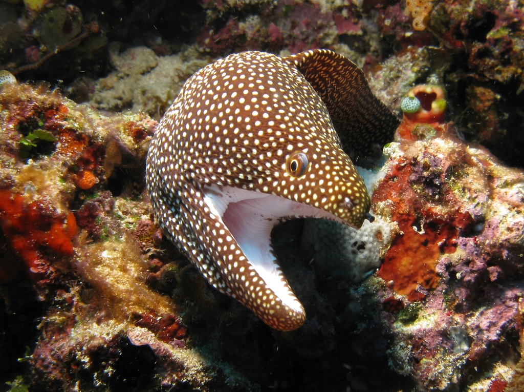Whitemouth Moray (Reef Fish of the Hawaiian Islands) · iNaturalist
