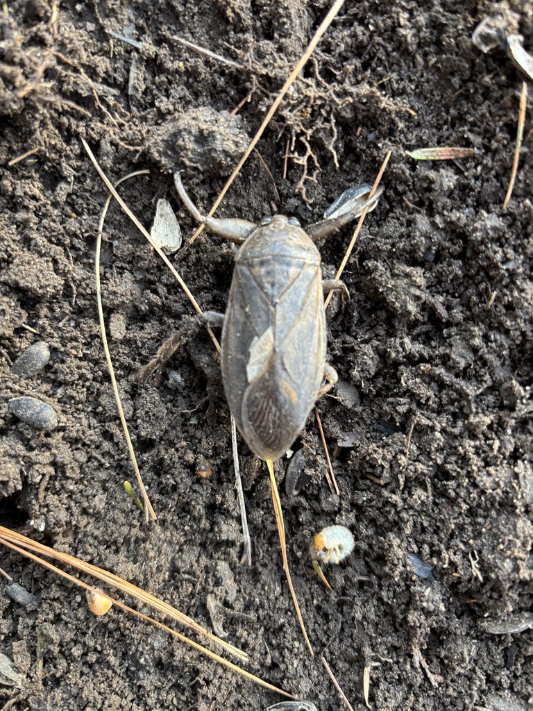 American Giant Water Bug from Temi Rd, Bellingham, MA, US on April 23 ...