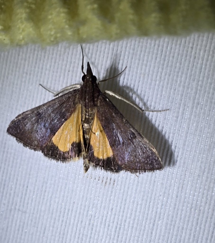 Tree Lucerne Moth from Belmont VIC 3216, Australia on April 23, 2025 at ...