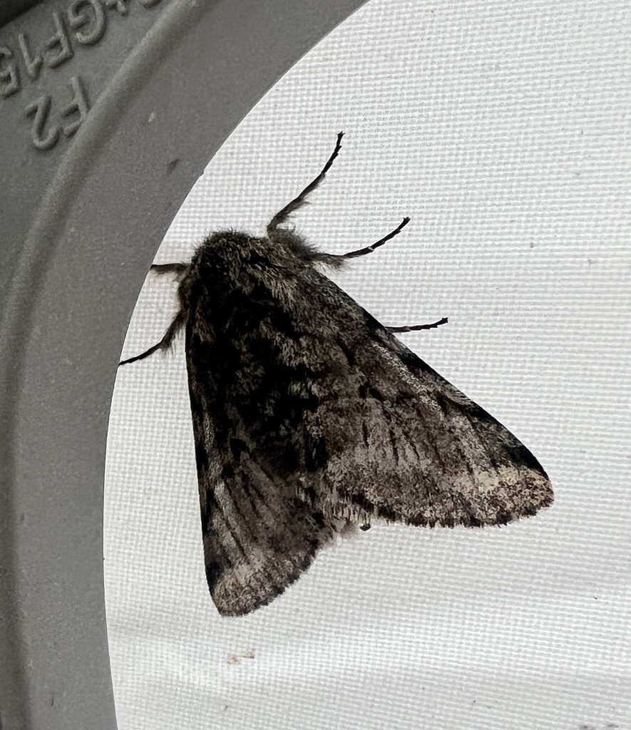 Stout Spanworm Moth from Ch de la Forêt, Rigaud, QC, CA on April 22 ...