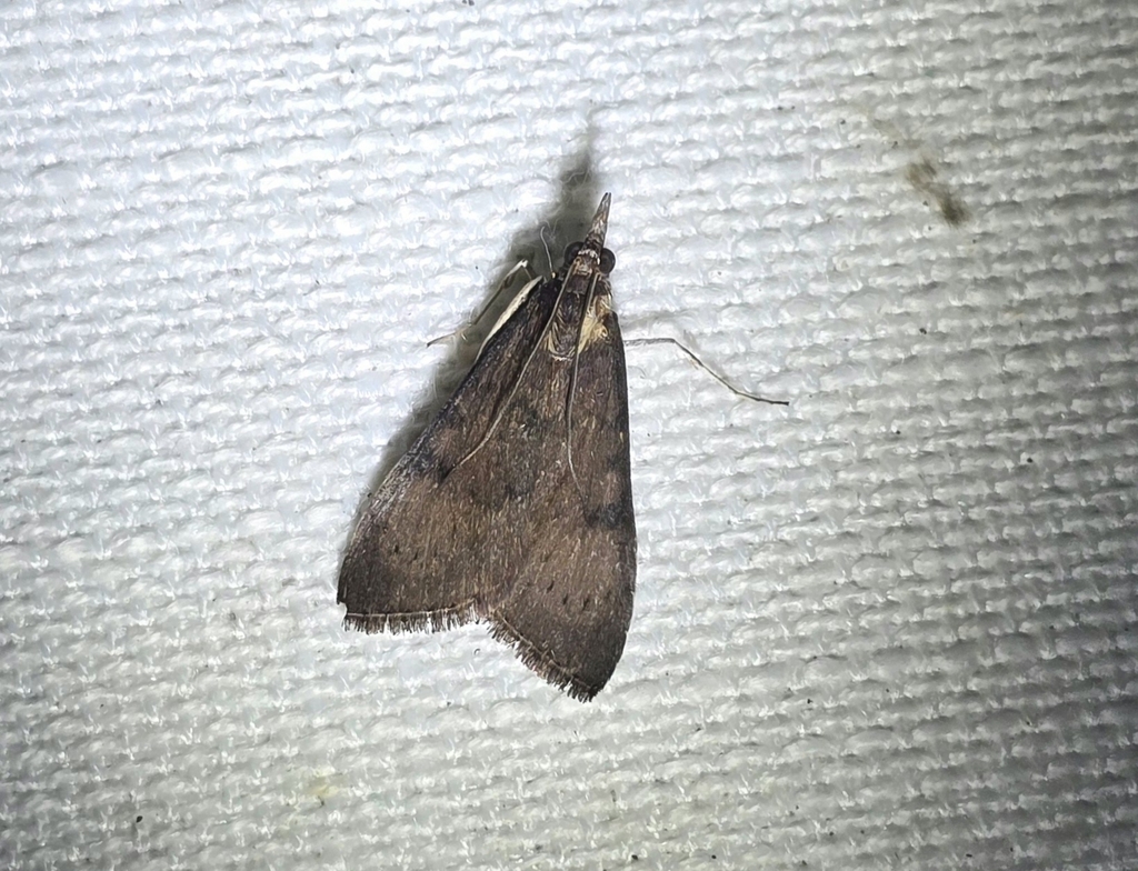Tree Lucerne Moth from Belmont VIC 3216, Australia on April 23, 2025 at ...