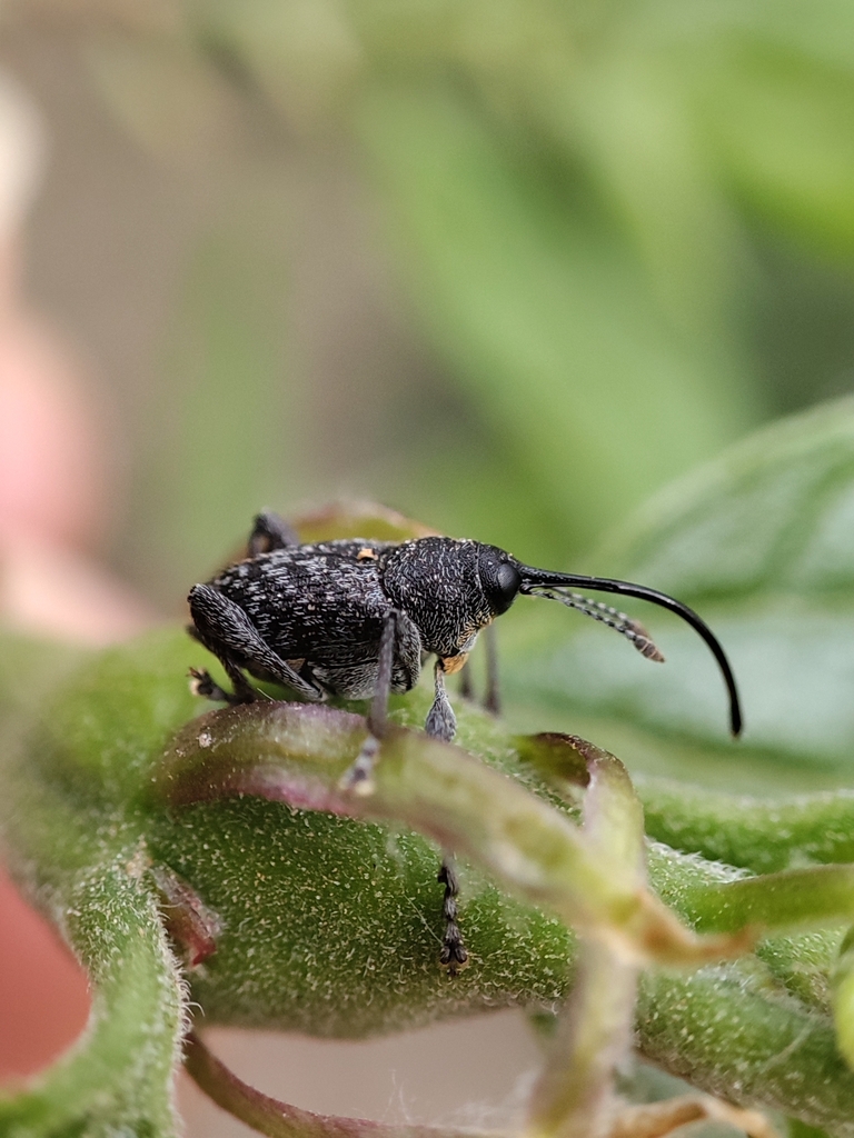 Curculio distinguendus from Beijing, Beijing, CN on April 15, 2025 at ...