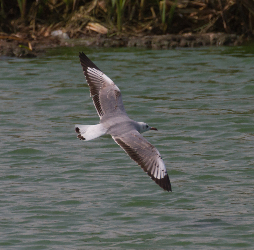 Grey-hooded Gull from Lima, Lima Province, Peru on August 18, 2016 at ...