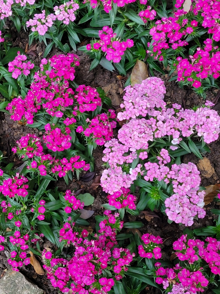 carnations from 香港中環 on April 23, 2025 at 05:45 PM by nokbeetles ...
