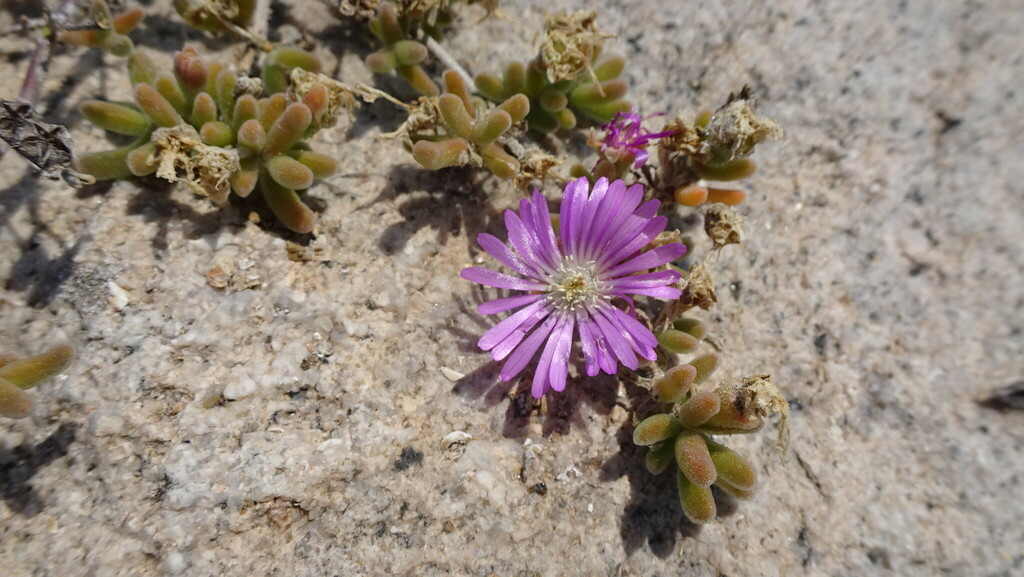 Carpet Dewfigs from Duyker Eiland, St Helena Bay, South Africa on ...