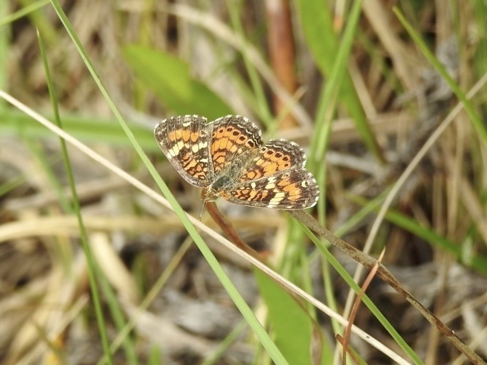 Phaon Crescent from Crystal River National Wildlife Refuge-Headquarters ...