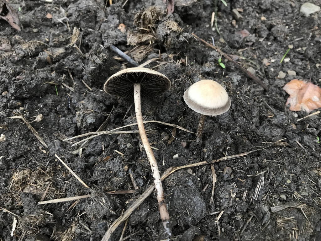 Banded Mottlegill in August 2019 by Brian Hunt · iNaturalist