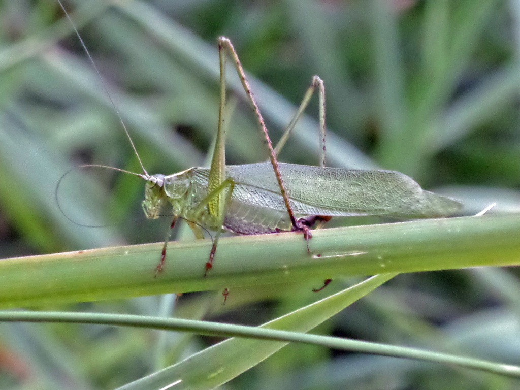 Treetop Bush Katydid from Sloan Preserve, Sec. 7 SW 1/4, Scio Twp ...