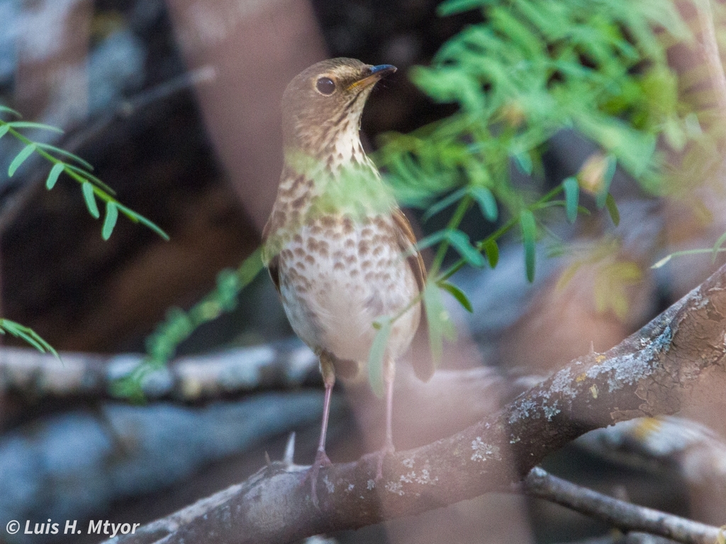 Swainson's Thrush from WV2M+28, 65750 General Zuazua, Nuevo Leon ...