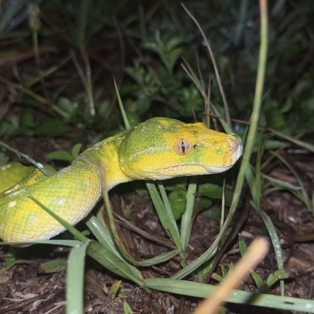 Carpet Pythons in April 2025 by outsidr_ed. Biak Green Tree Python ...