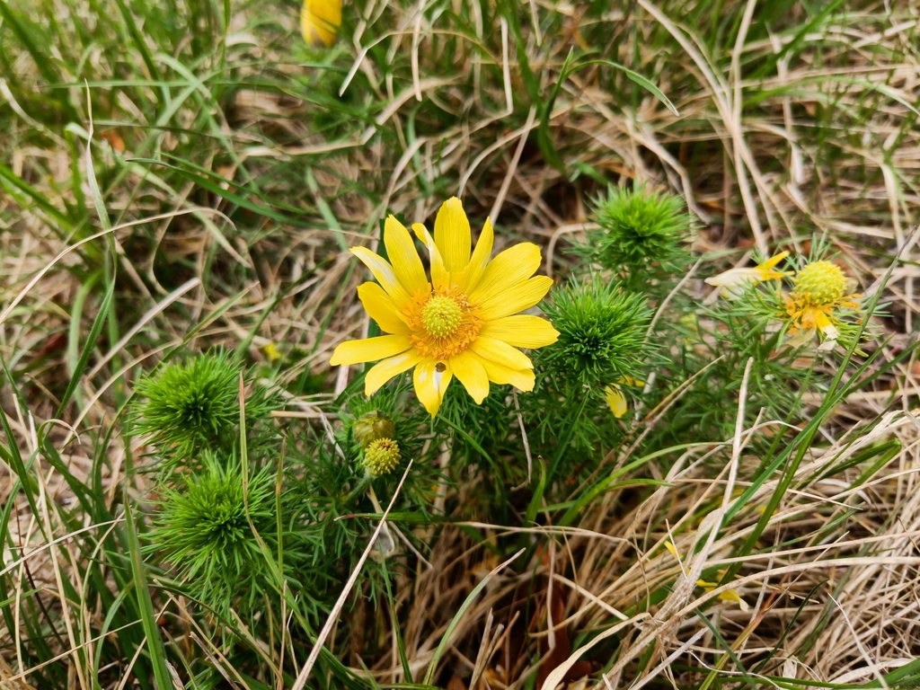 Spring Adonis in April 2025 by Fabian B. · iNaturalist