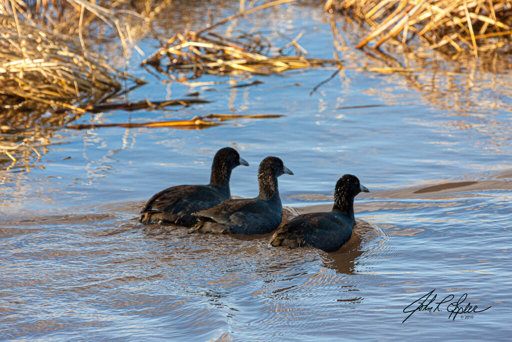 American Coot from Cochise County, AZ, USA on November 25, 2011 at 04: ...