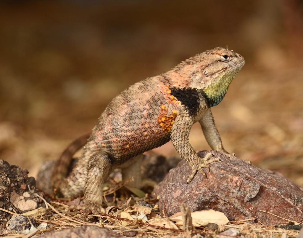 Yellow-backed Spiny Lizard (Sceloporus uniformis) - Snakes and Lizards