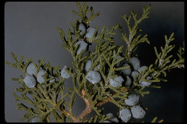 Seaside Juniper (Juniperus maritima) - Botanical Realm