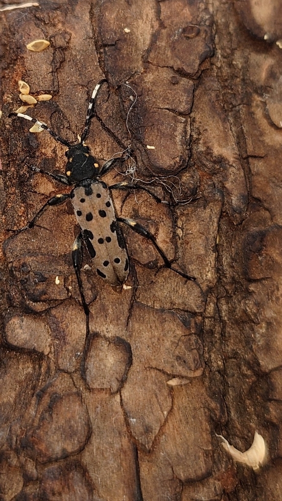 Clytobius davidis from 中国北京市门头沟区 on April 20, 2025 at 03:36 PM by luke ...
