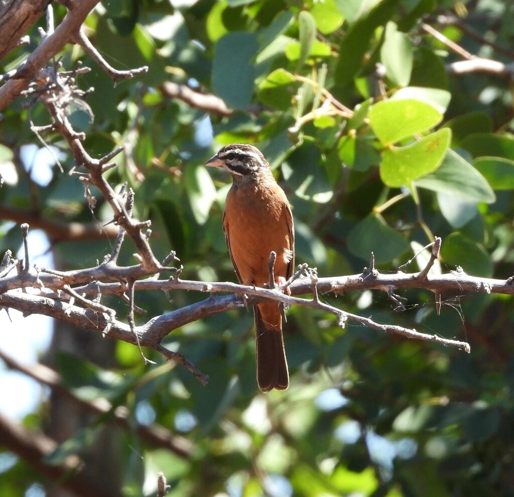 Southern Cinnamon-breasted Bunting from Vhembe District Municipality ...