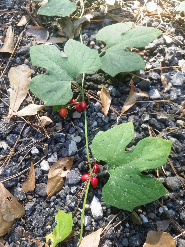 fivelobe cucumber from Harrison County, TX, USA on August 21, 2019 at ...