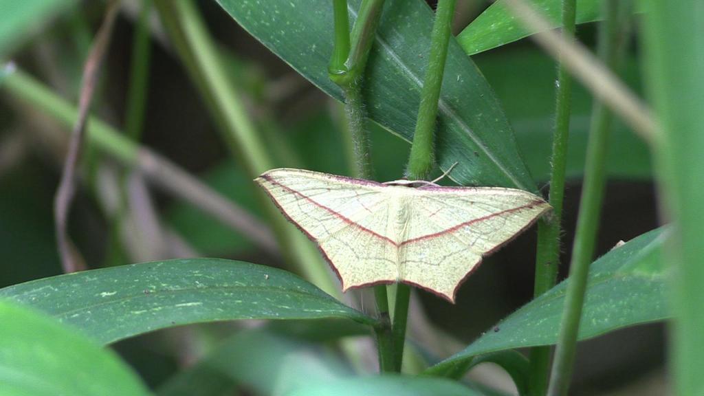 Timandra convectaria from 梧桐寨 on September 16, 2016 by sk2 · iNaturalist