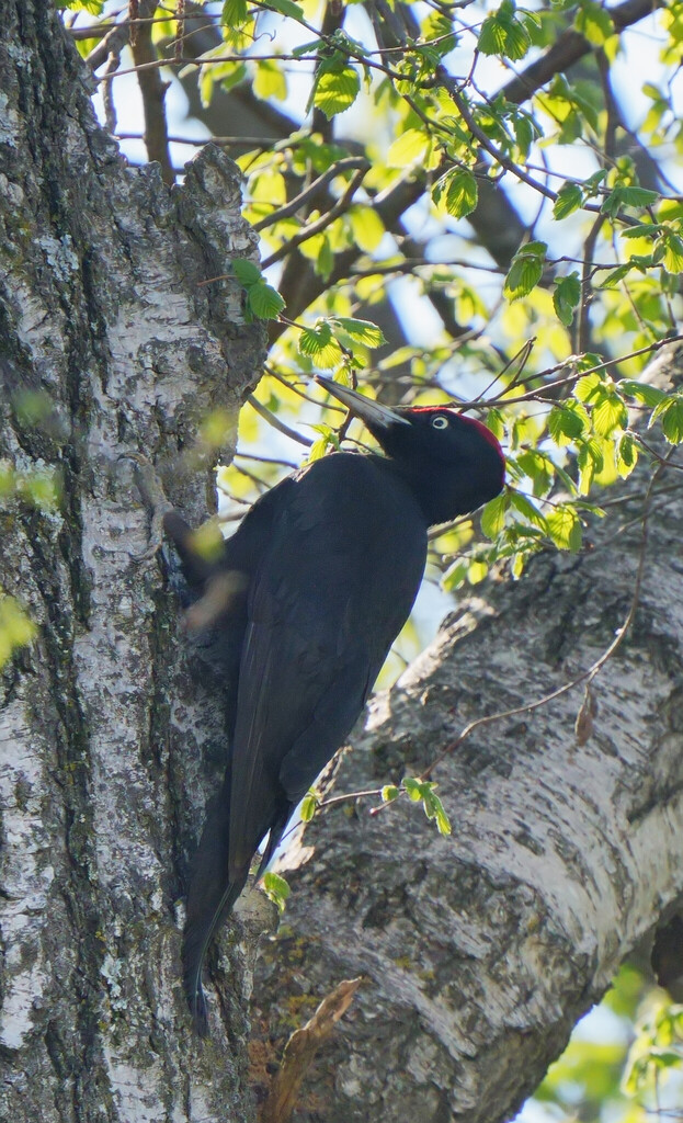 Black Woodpecker from 12070 Viola CN, Italia on April 23, 2025 at 08:02 ...
