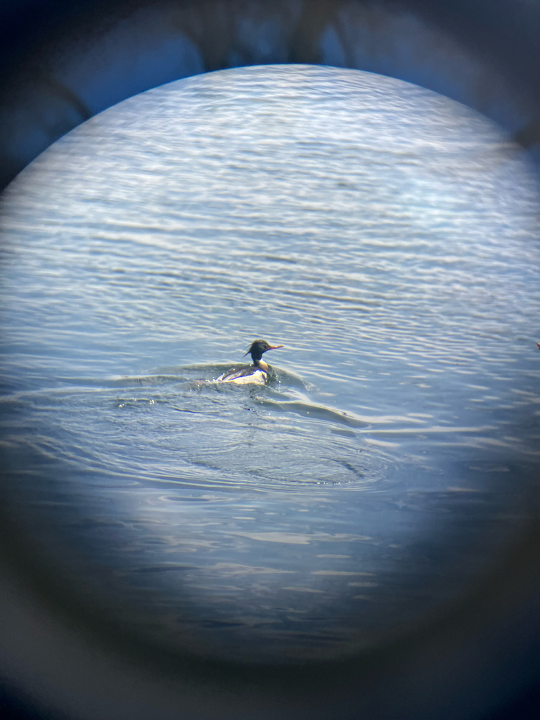Red-breasted Merganser from Upton Ave S, Minneapolis, MN, US on April ...