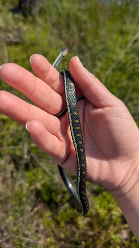 Red-spotted Garter Snake (Thamnophis sirtalis concinnus) - Snakes and ...