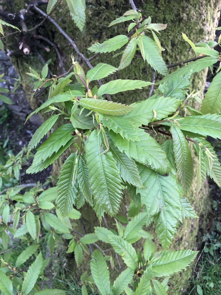 Sweet Chestnut from Eryri National Park, Penrhyndeudraeth, Wales, GB on ...