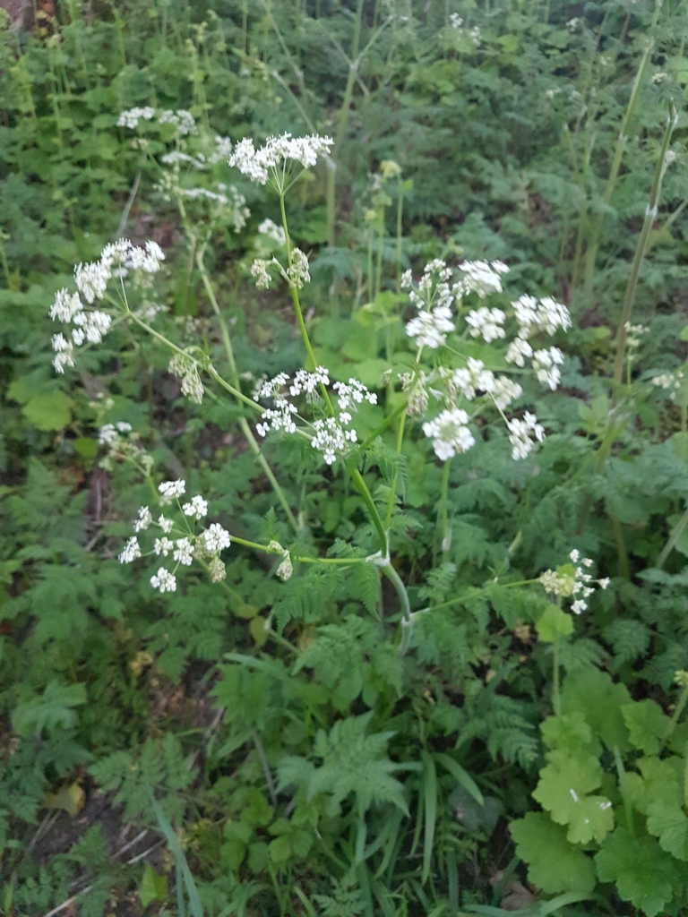 Cow Parsley from Stansfield Hall Rd Woodlands Avenue, Todmorden OL14 ...