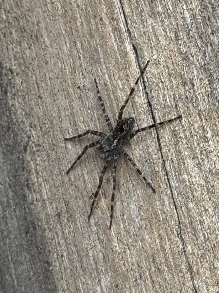 Dark Fishing Spider in April 2025 by wetlandfan · iNaturalist