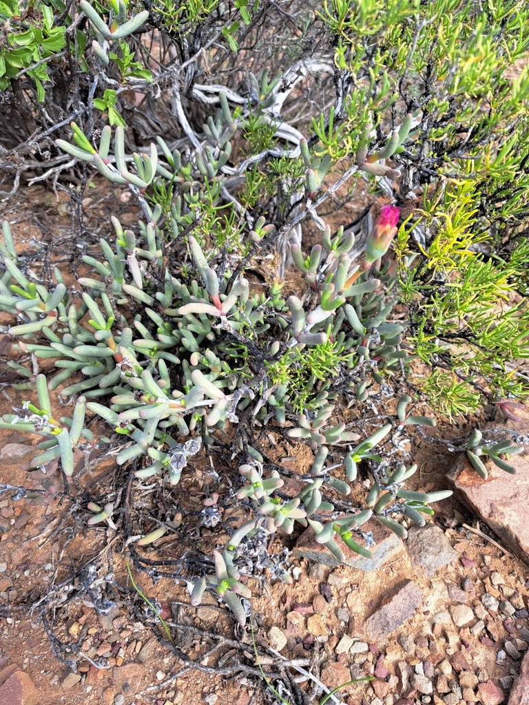 Hereroa odorata from Breede River DC, South Africa on April 23, 2025 at ...