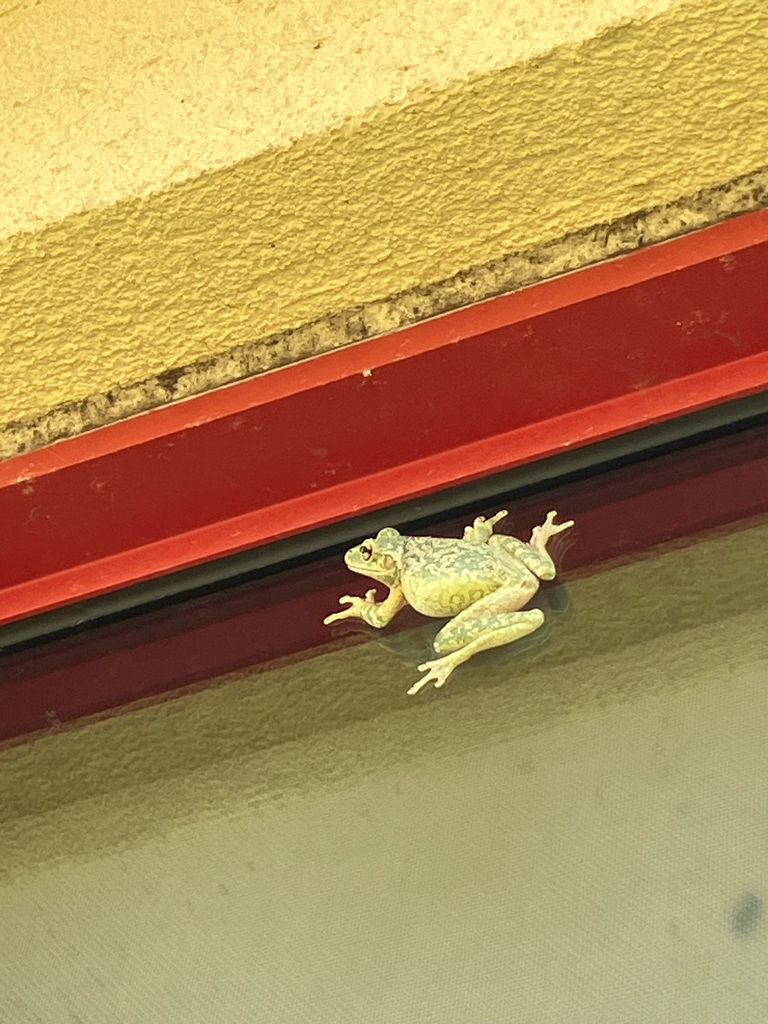 Cuban Tree Frog from Donahue St, Ave Maria, FL, US on April 23, 2025 at ...
