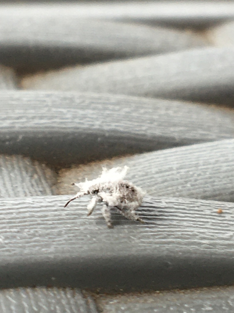 True Bugs from City of Johannesburg, ZA-GT, ZA on August 28, 2020 at 01 ...