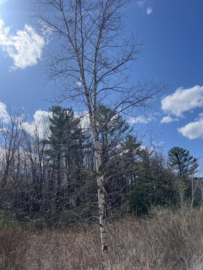 paper birch from N Point Dr, Stevens Point, WI, US on April 23, 2025 at ...