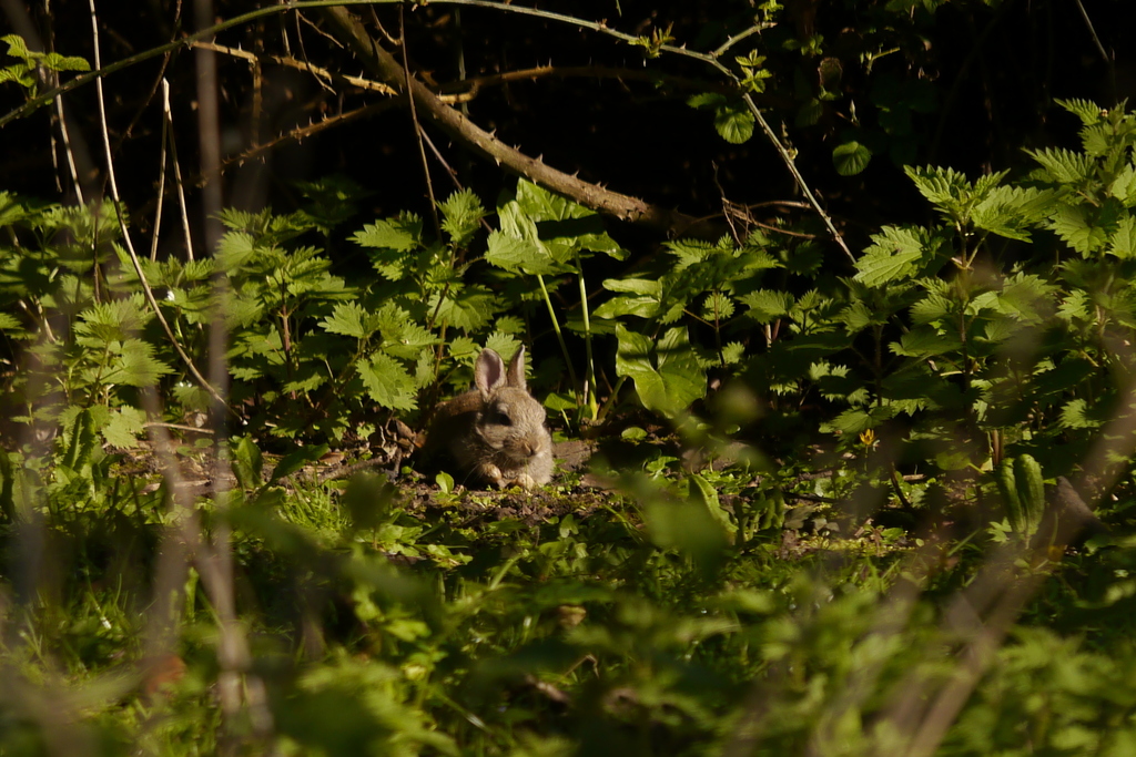 European Rabbit from Somerset, UK on April 7, 2025 at 11:07 AM by joy ...