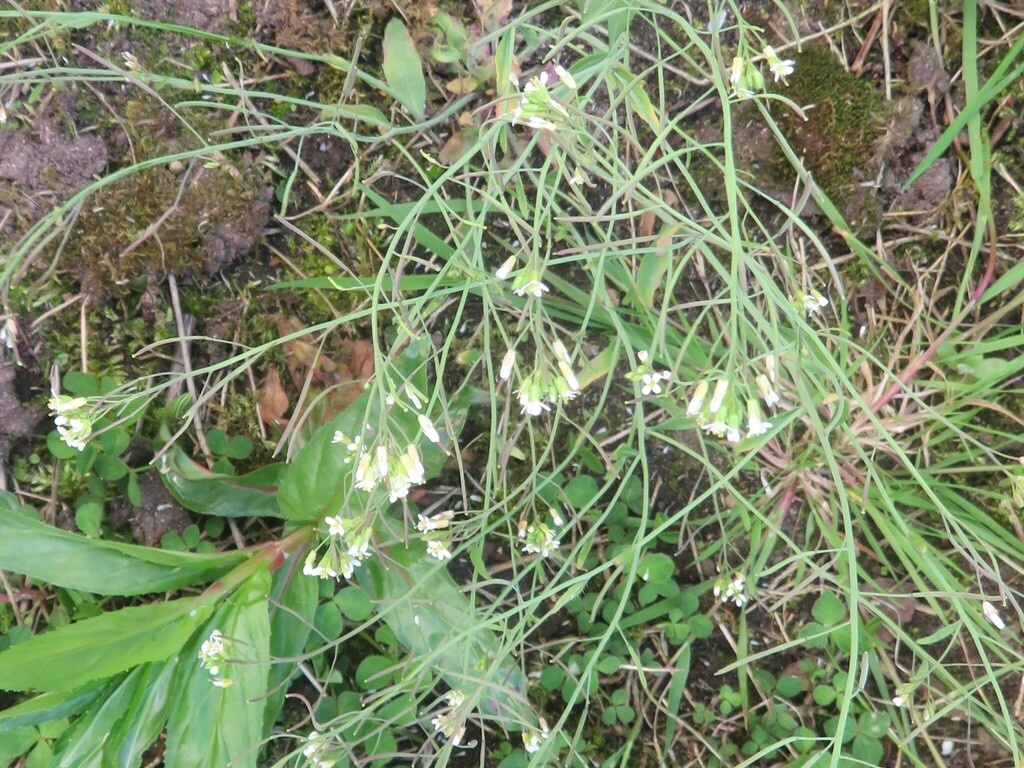 mouse-ear cress from Brampton Road UoC Campus on April 23, 2025 at 03: ...