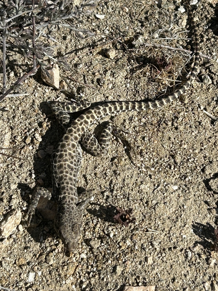 Long-nosed Leopard Lizard from Joshua Tree National Park, Joshua Tree ...