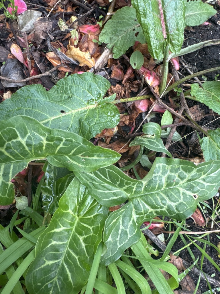 Italian arum from Isles of Scilly, UK on 23 April, 2025 at 10:04 AM by ...