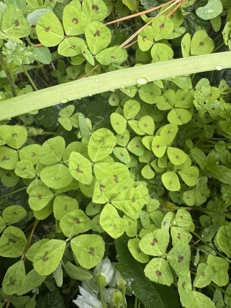 Spotted medick from Isles of Scilly, UK on April 23, 2025 at 09:57 AM ...