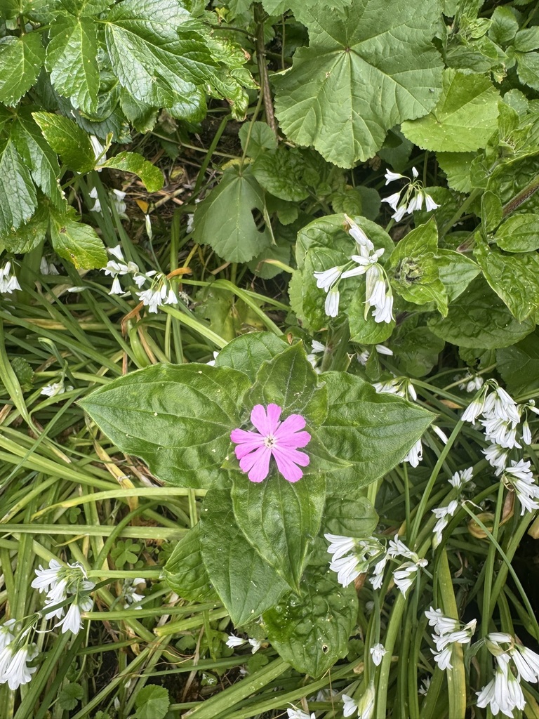 red campion from Isles of Scilly, UK on April 23, 2025 at 09:57 AM by ...