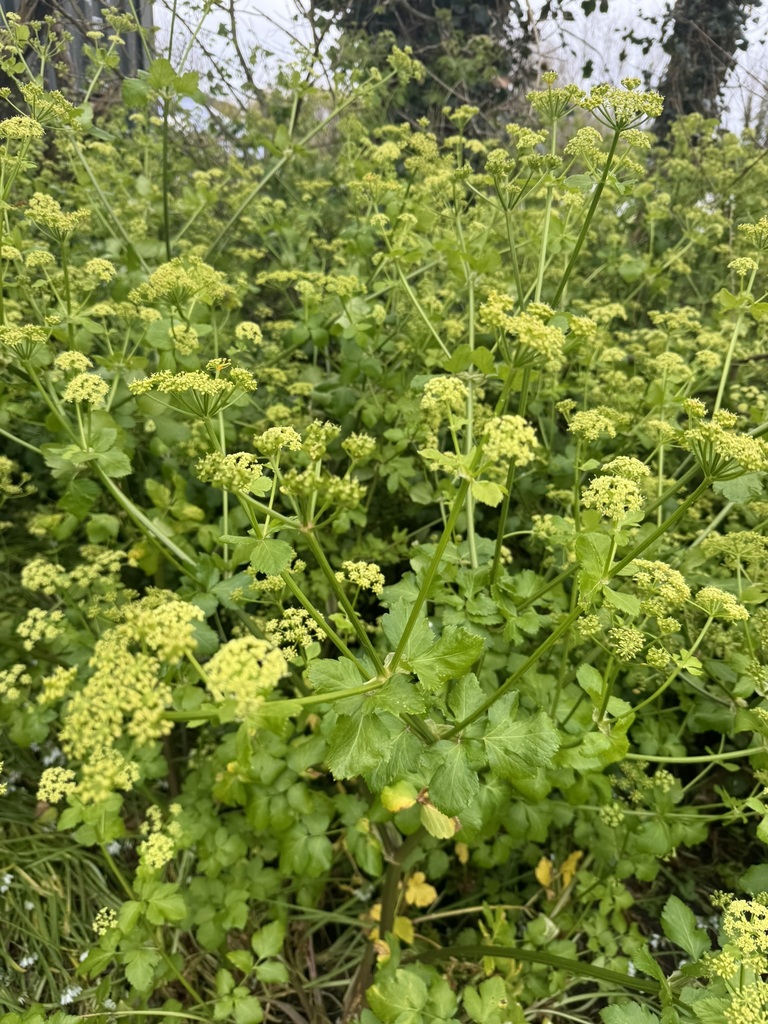 Alexanders from Isles of Scilly, UK on April 23, 2025 at 09:50 AM by ...