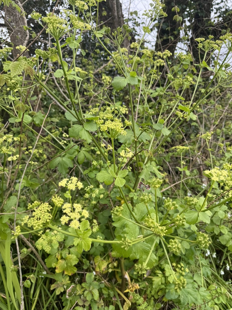 Alexanders from Isles of Scilly, UK on April 23, 2025 at 09:49 AM by ...