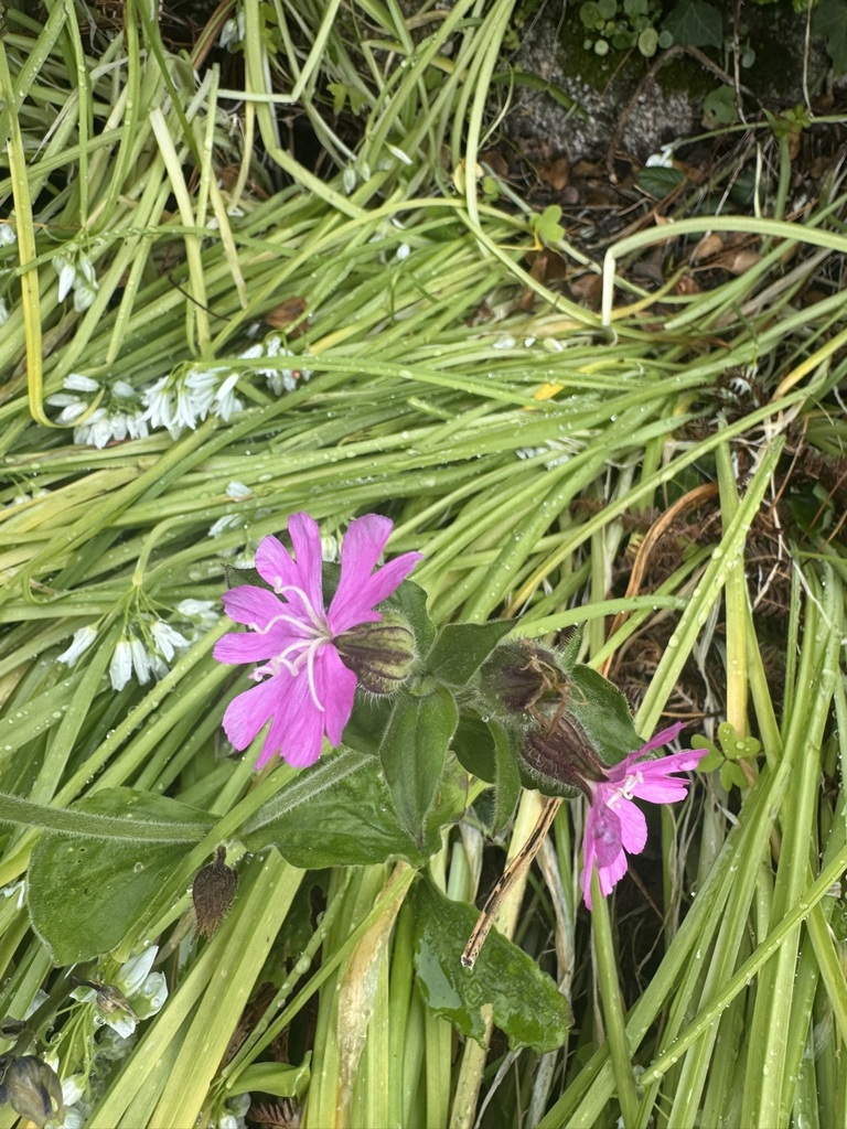 red campion from Isles of Scilly, UK on April 23, 2025 at 09:47 AM by ...